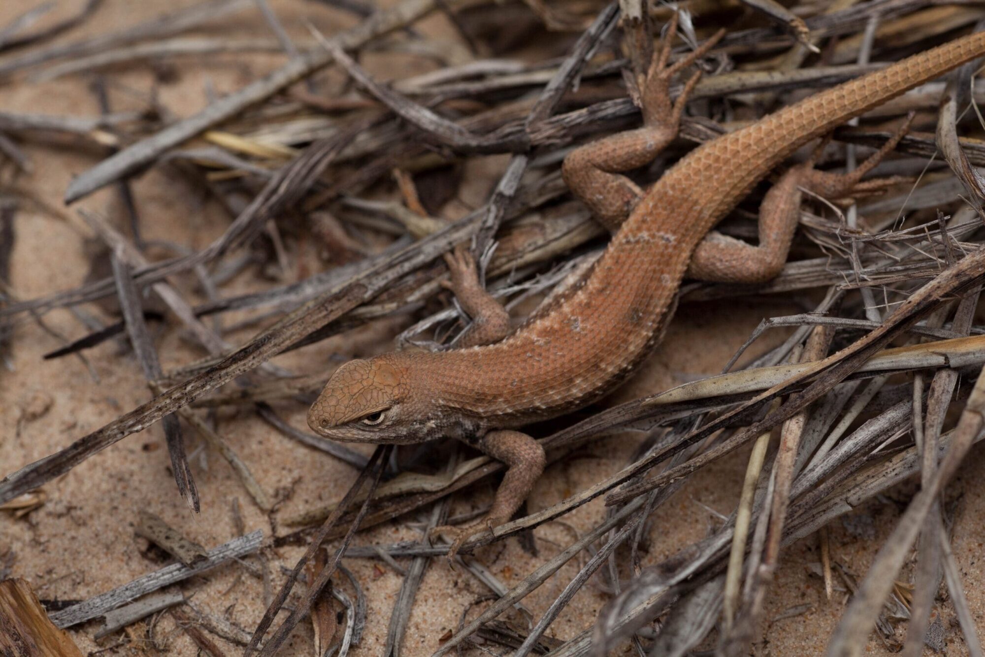 Rep. Pfluger Pushes To Revoke Endangered Species Listings To Boost ...