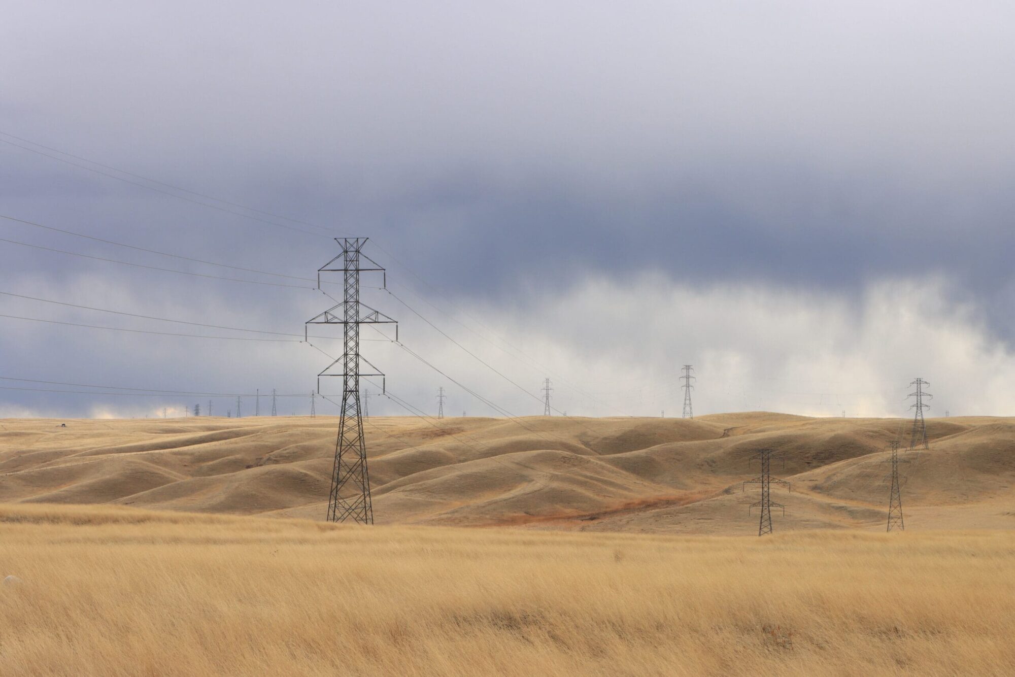 Texas Officials Warn of New Foreign Pest Affecting Grazing Land - Texas ...